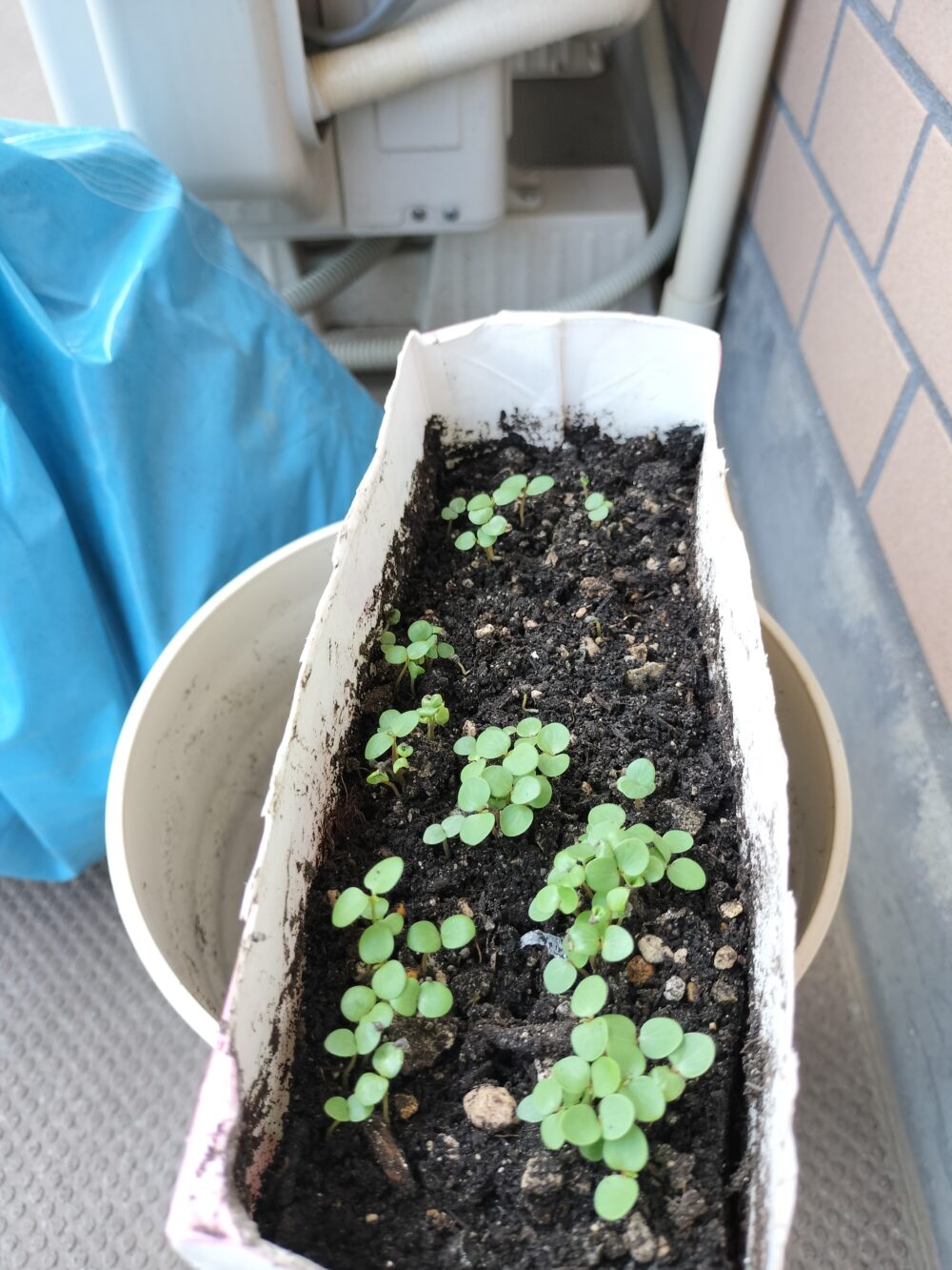 【モロヘイヤ】家庭菜園の初心者が市民農園でモロヘイヤを育ててみました！